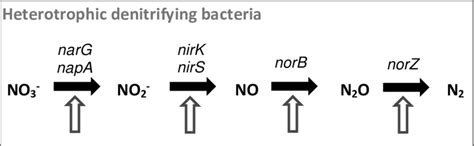 4 Denitrification Outline Of The Pathway And Enzymes Involved