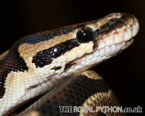 Royal Python Downloads The Royal Uk Royal Python Care