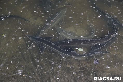 Объем производства рыбы и рыбной продукции в Волгоградской области вырос на 16