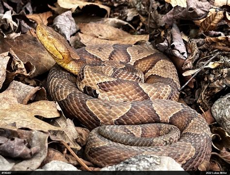 Northern Copperhead