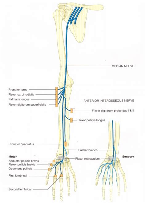 Median Nerve Lesions • Litfl • Ffs Median Nerve Lesions • Litfl • Ffs