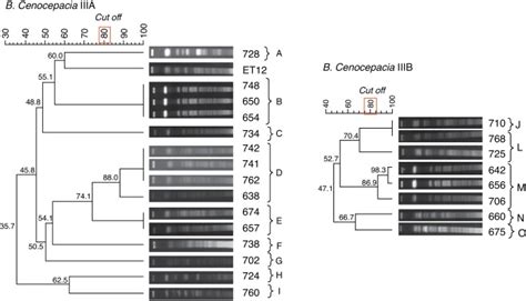Dendrogram Of Percent Similarity Among Pulsed Field Gel Electrophoresis