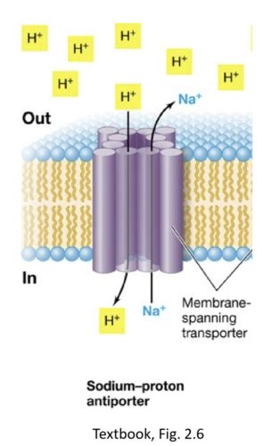 2 5 Nutrient Uptake Into Bacterial Cells Flashcards Quizlet