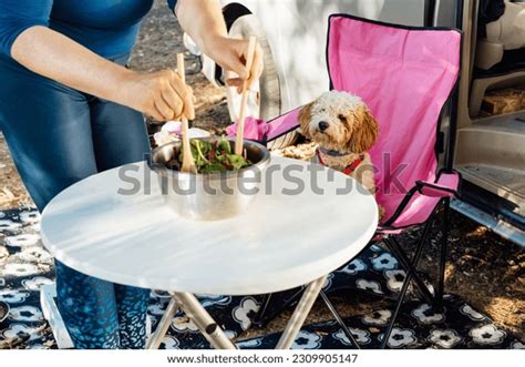 62 Resultados De Imágenes Fotos De Stock E Ilustraciones Libres De Regalías Para Cockapoo