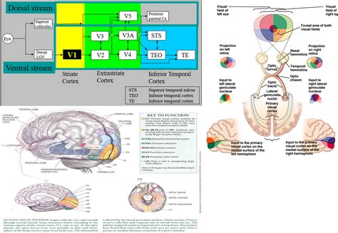Diagrama De Sistema Visual Parte 2 Procesamiento Central Quizlet