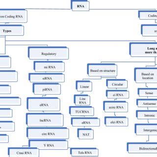 PDF Emerging Role Of Noncoding RNA In Health And Disease