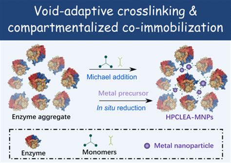 Hyperbranched Polymer Cross Linked Enzyme Aggregates For The