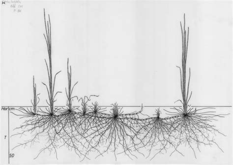 Dig Into An Enormous Archive Of Drawings Unveiling The Complex Root