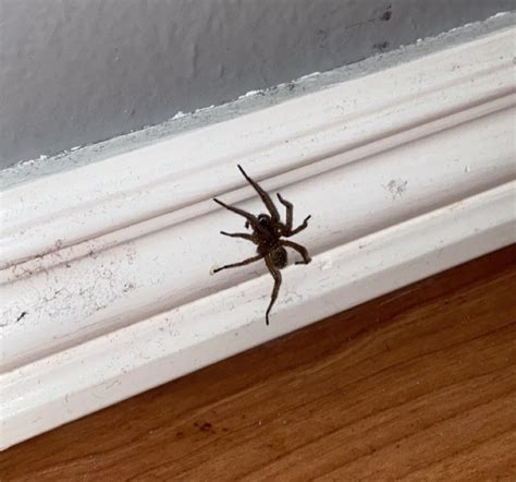 Common Spiders Found In Idaho Falls Idaho