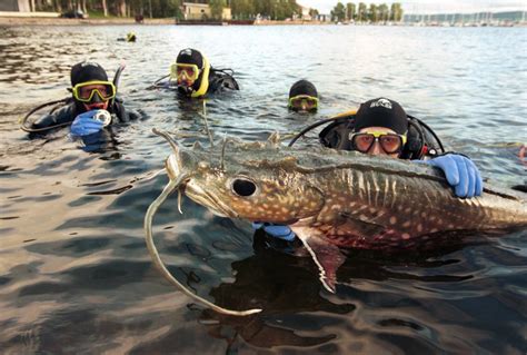 The 13 Scariest Freshwater Animals In The World National Geographic
