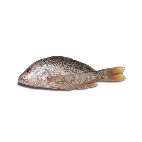 Red Snapper Gopure Nibedon