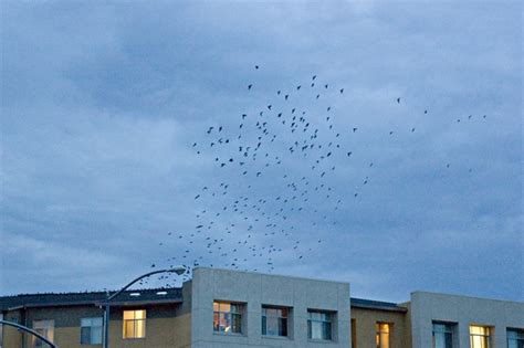 Crow Migration Davis Localwiki