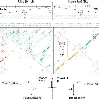 The Basic SHAPE Seq Protocol In SHAPE Seq RNAs Are Modified Download Scientific Diagram