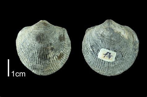 Pseudoatrypa Devoniana · Devonian Atlas Of Ancient Life