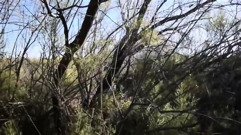 Forest Service Eporner Forest Service Eporner