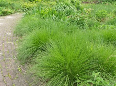 Scottish Tufted Hair Grass Gertens Garden Center
