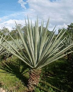 Agave Sisalana Wikispecies