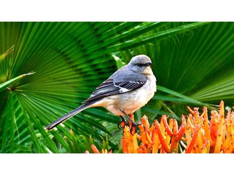 Mockingbird In Ramona Photo Of The Day Ramona Ca Patch