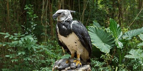 Clash Of Eagles Harpy Eagle Vs Bald Eagle Cool Wood Wildlife Park