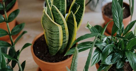 Догляд за кімнатними рослинами як поливати вазони