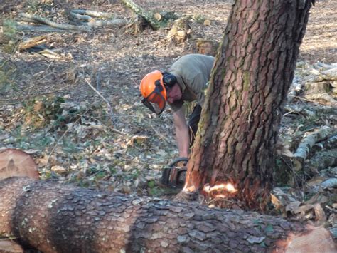Magnon S Meanderings The Great Tree Felling Show