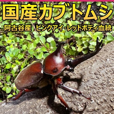 国産カブトムシ 成虫 ♂♀ペア ♂77mm ♀フリー 阿古谷産 ピンクアイ レッドボディ P311 ビートルショップ リアルくまモン