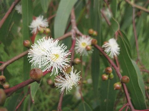 Coast Manna Gum E Viminalis Subsp Pryoriana Coast Manna Gu Flickr