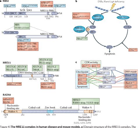 Ddr1 Gene Semantic Scholar Ddr1 Gene Semantic Scholar