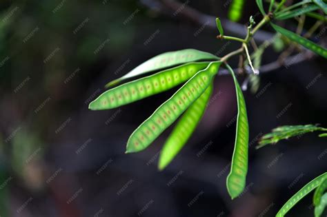 Premium Photo Leucaena Leucocephala Is A Small Fastgrowing Mimosoid