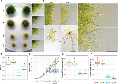 Frontiers Autophagy Modulates Growth And Development In The Moss