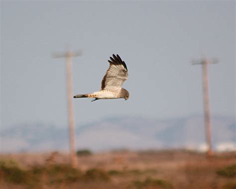 Northern Harrier Male A Male Northern Harrier Hunting Abu… Flickr