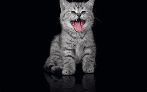 18 Cute Cat Pictures And Cat Wallpapers Because Cats Are Cool