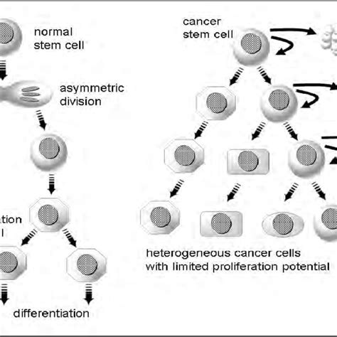 The Cancer Stem Cell Hypothesis In Normal Tissues Cell Numbers Are