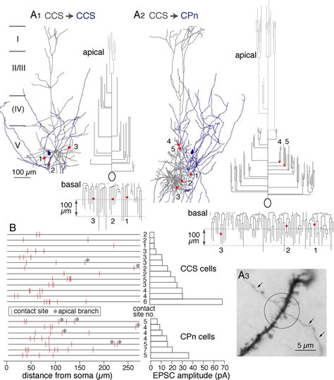 Recurrent Connection Patterns Of Corticostriatal Pyramidal Cells In Frontal Cortex Journal Of