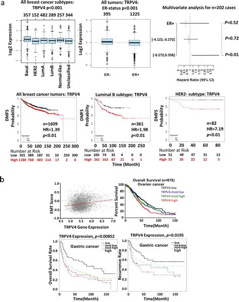 Clinical Significance Of Trpv4 In Human Epithelial Cancers A Top