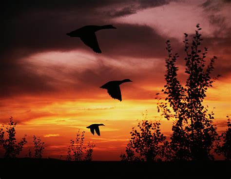 Ducks Flying Silhouette