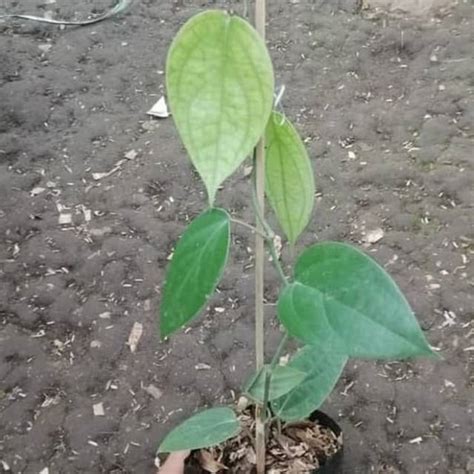 Jual Tanaman Herbal Pohon Lada Perdu Pohon Merica Piper Nigrum Shopee Indonesia