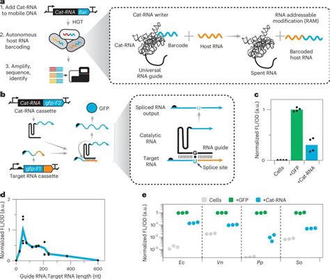 Universal Rna Barcoding System For Tracking Gene Transfer In Bacteria