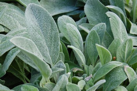 Цветы с пушистыми листьями 49 фото