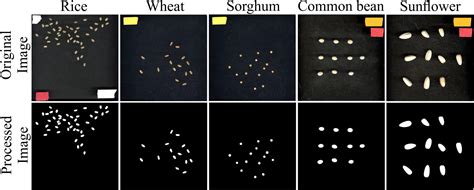 Quantitative Plant Seedextractor