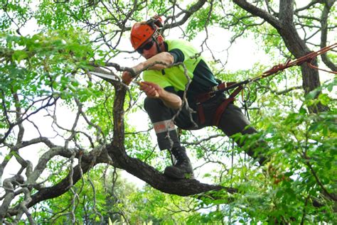 The Dos And Donts Of Tree Care Tree Doctors Inc