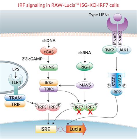 Irf7 Knockout Ifn Reporter Raw 264 7 Macrophages Invivogen