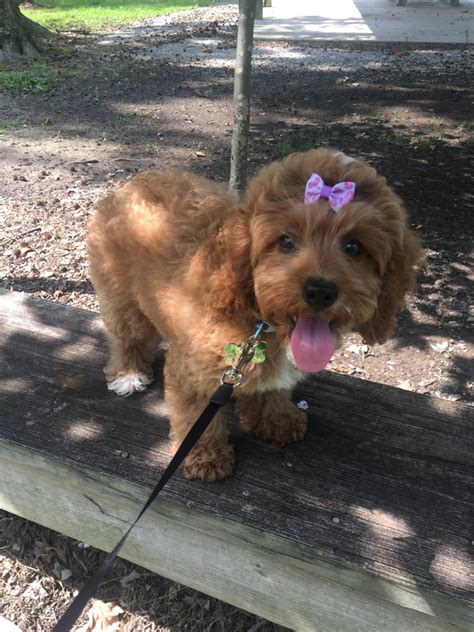 Available Puppies Welcome To Four Paws 4 U