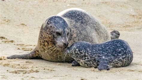 Harbor Seal Facts And Beyond Biology Dictionary