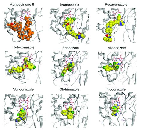 First Well Oriented Binding Poses Obtained For A Substrate Menaquinone