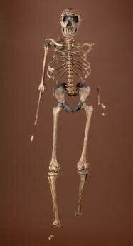 The Skeleton Of A Homo Erectus Found In East Africa Source