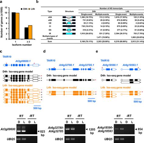 Alternative Splicing Events Revealed By Iso Seq A Number Of Genes With