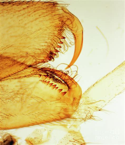 Lm Of The Chelicerae And Fangs Of A Spider By Science Photo Library
