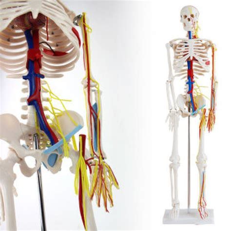인체 골격 순환계 모형85cm R전신 골격 축소모형인체 뼈 모형심장 척추 골반 두개골 관찰 Ssgcom