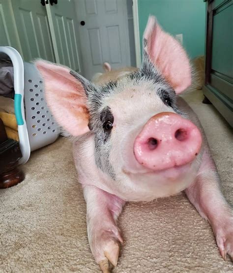 Vet Said Floppy Wouldnt Live Longer Than A Week And Recommended